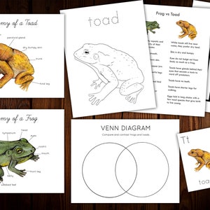 Frog and Toad Mini Nature Study - Etsy