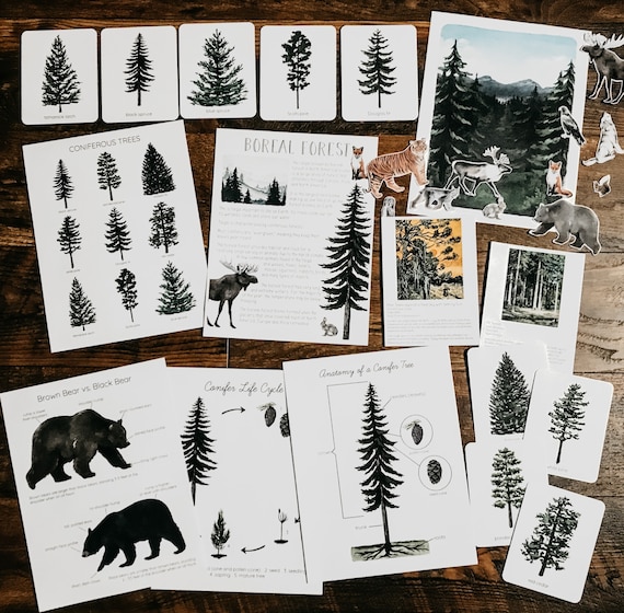 Boreal Forest/taiga Unit Study - Etsy