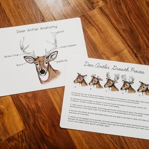 White-tailed Deer Unit Study Bundle - Etsy
