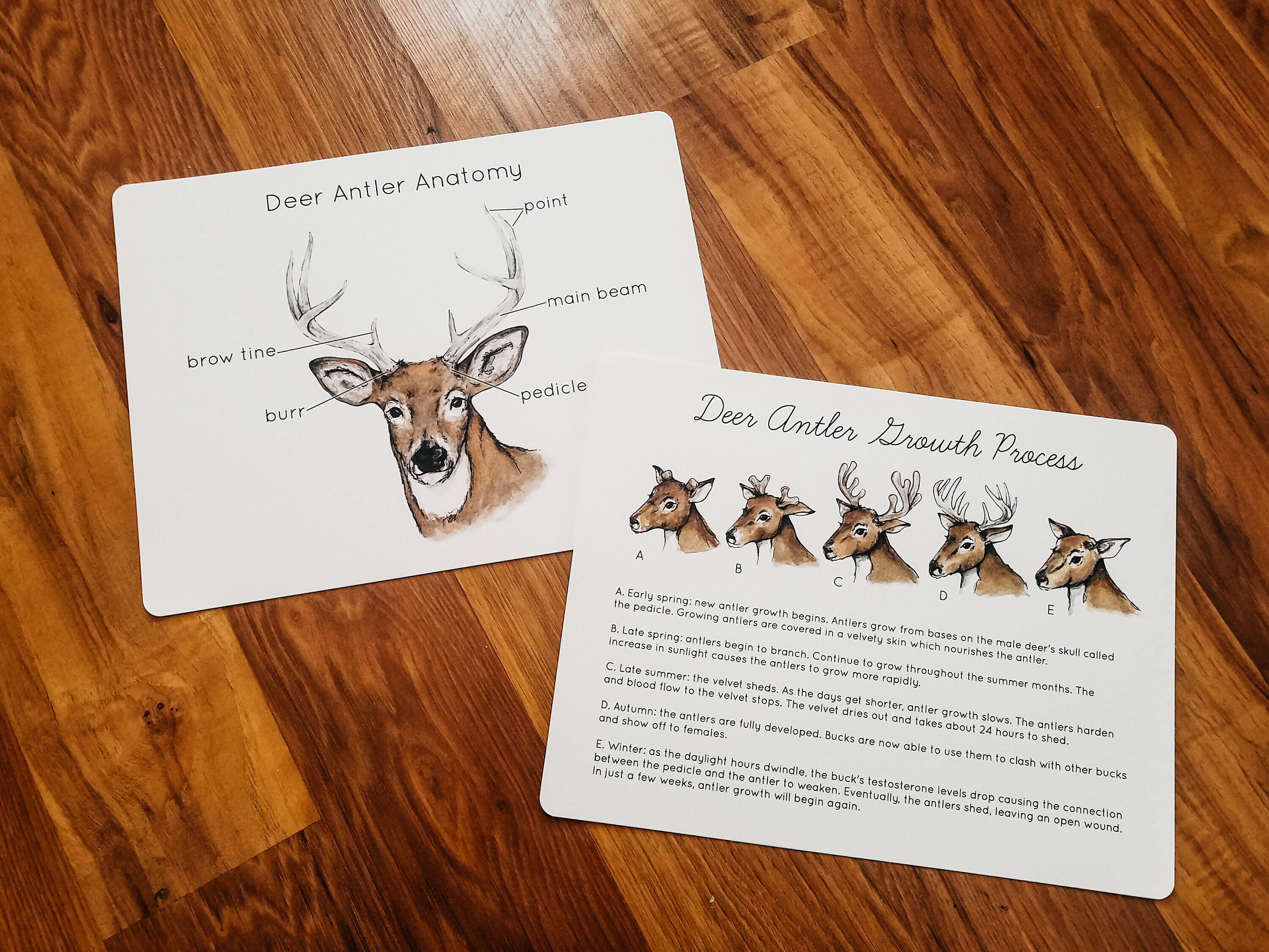White-tailed Deer Unit Study Bundle - Etsy