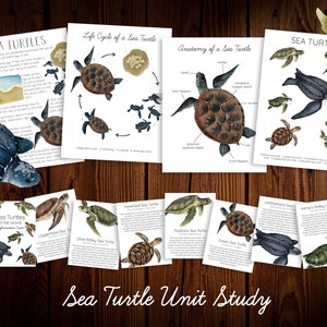Sea Turtle Unit Study - Etsy