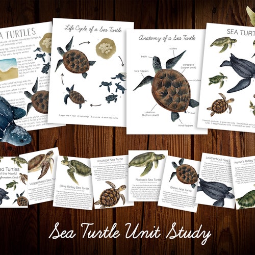 Sea Turtle Unit Study - Etsy
