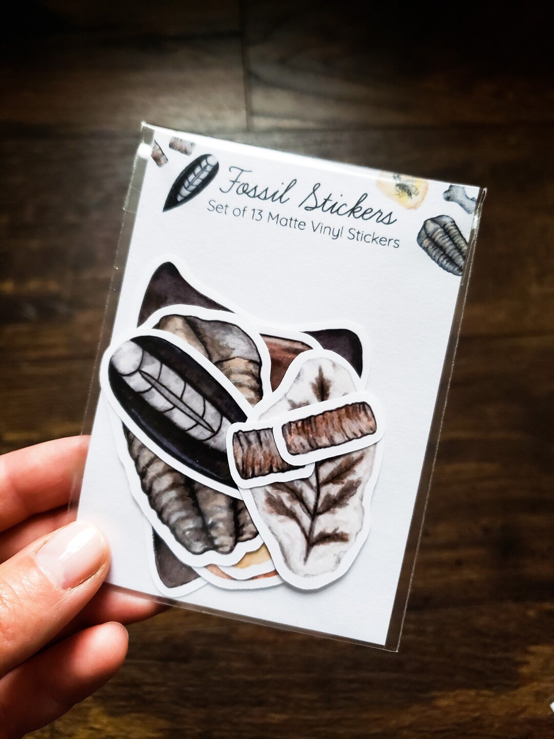 Fossil Sticker Pack, Set of 13 Stickers - Etsy