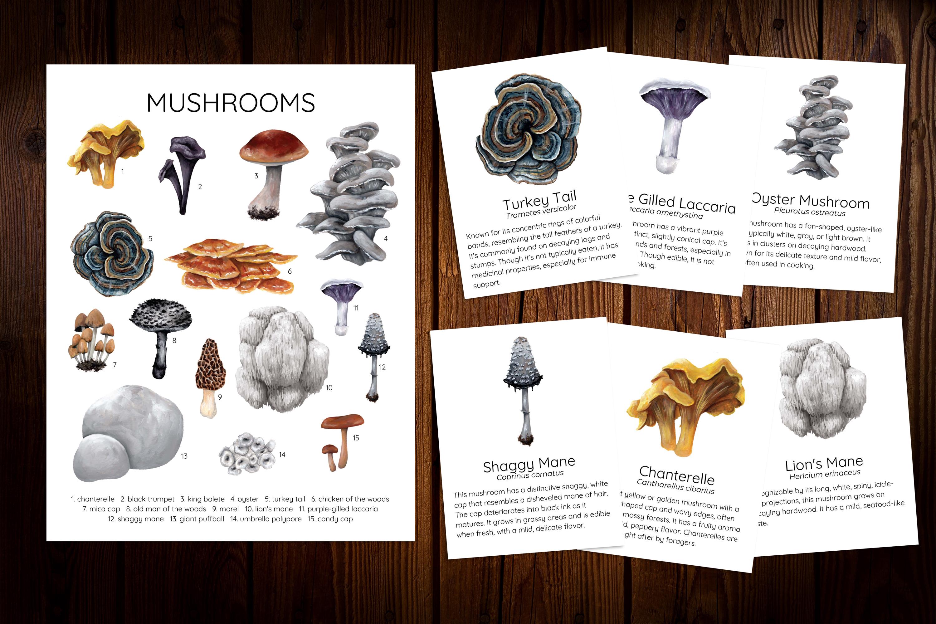 Mushroom Unit Study - Etsy