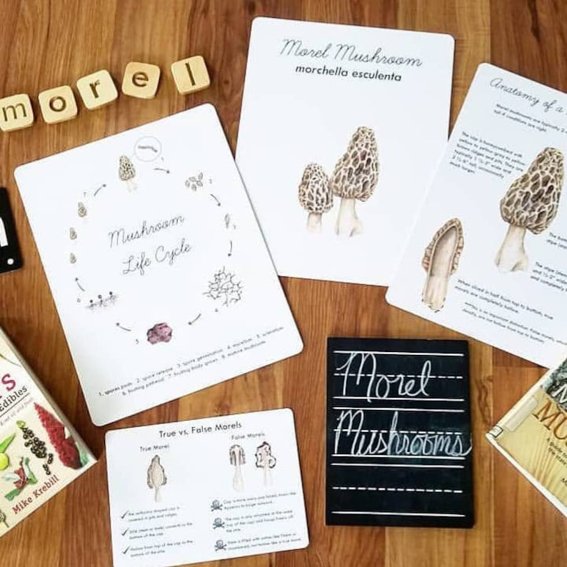 Morel Mushroom Mini Unit Study Bundle - Etsy