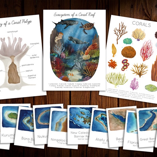 Coral Reef Unit Study - Etsy