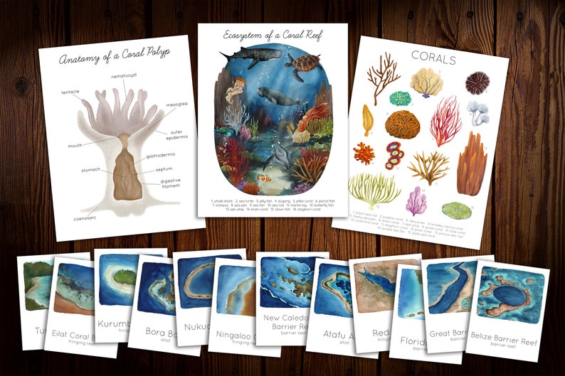 Coral Reef Unit Study - Etsy