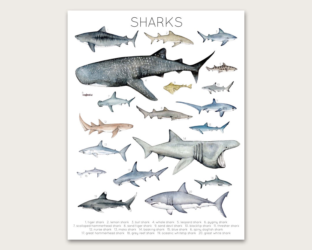 Sharks Poster/art Print - Etsy