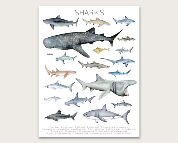 Shark Poster