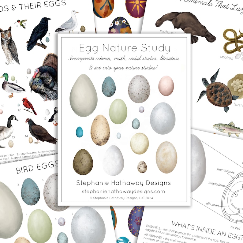 Egg Nature Study - Etsy