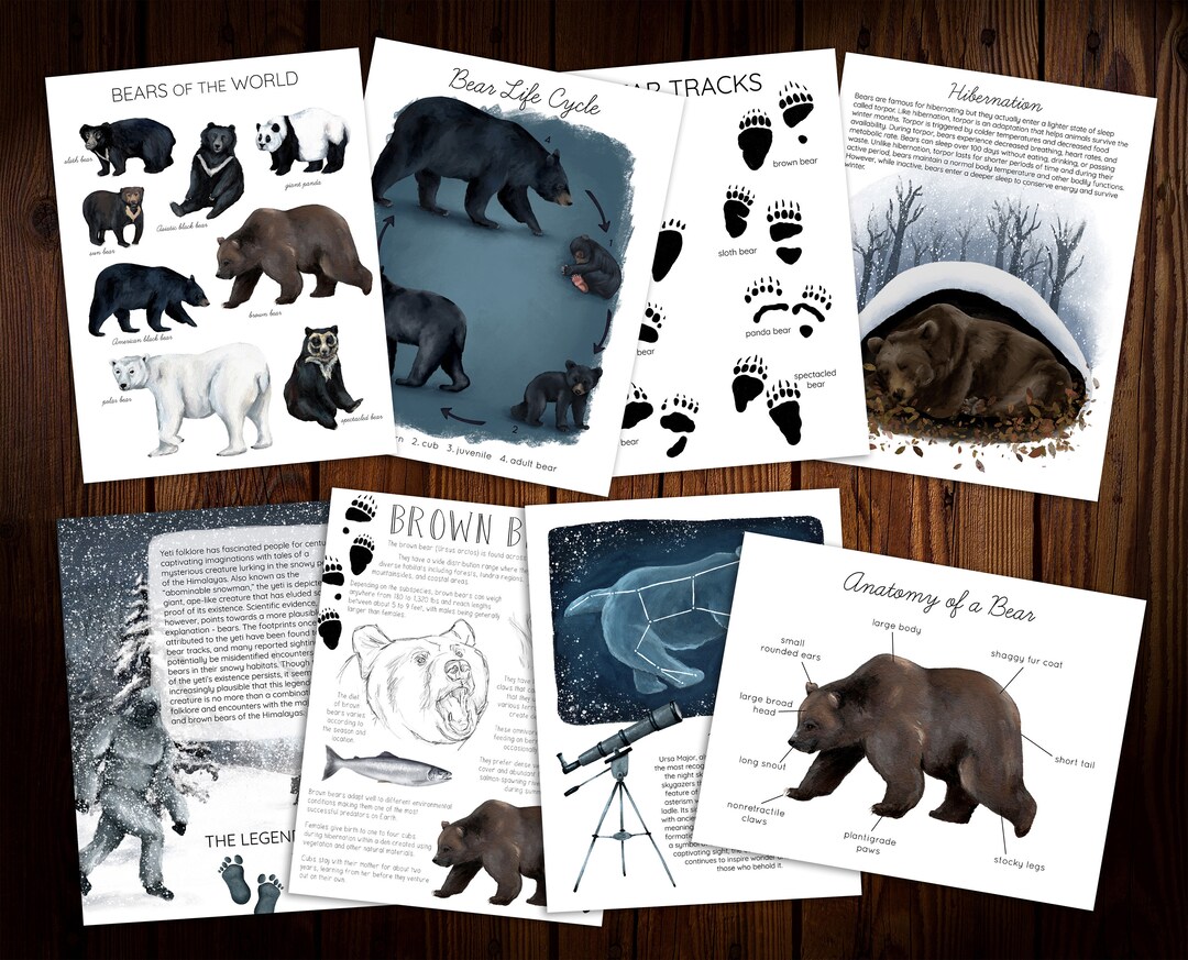 Bear Unit Study - Etsy