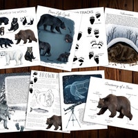 Bears Unit Study, Life Cycle, Anatomy, Types of Bears, Behavior ...