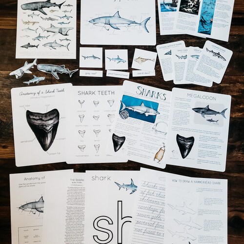 Shark Study Lesson Plan for Kids Ocean Animals Unit Study - Etsy