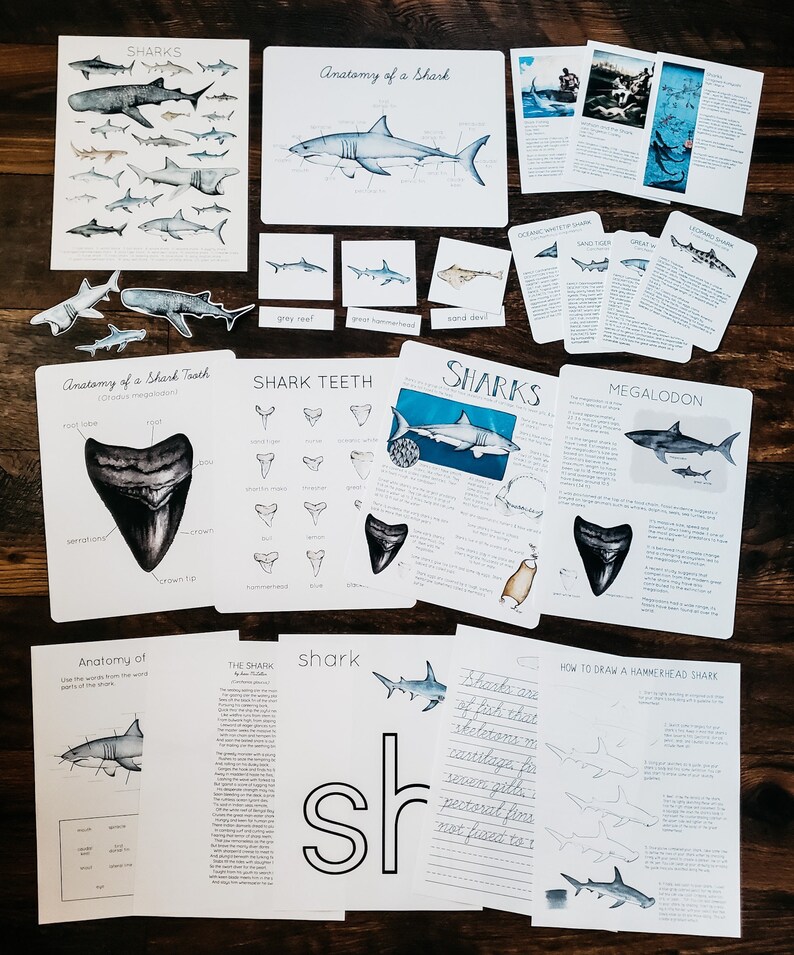 Shark Unit Study Physical Bundle - Etsy