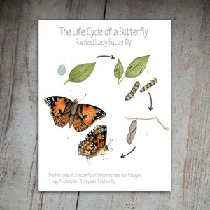 Painted Lady Butterfly Unit Study Bundle - Etsy