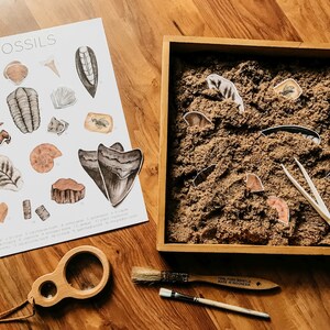 Fossil Mini Nature Study - Etsy