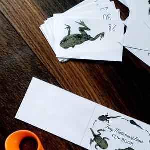 Frog Life Cycle Flip Book - Etsy