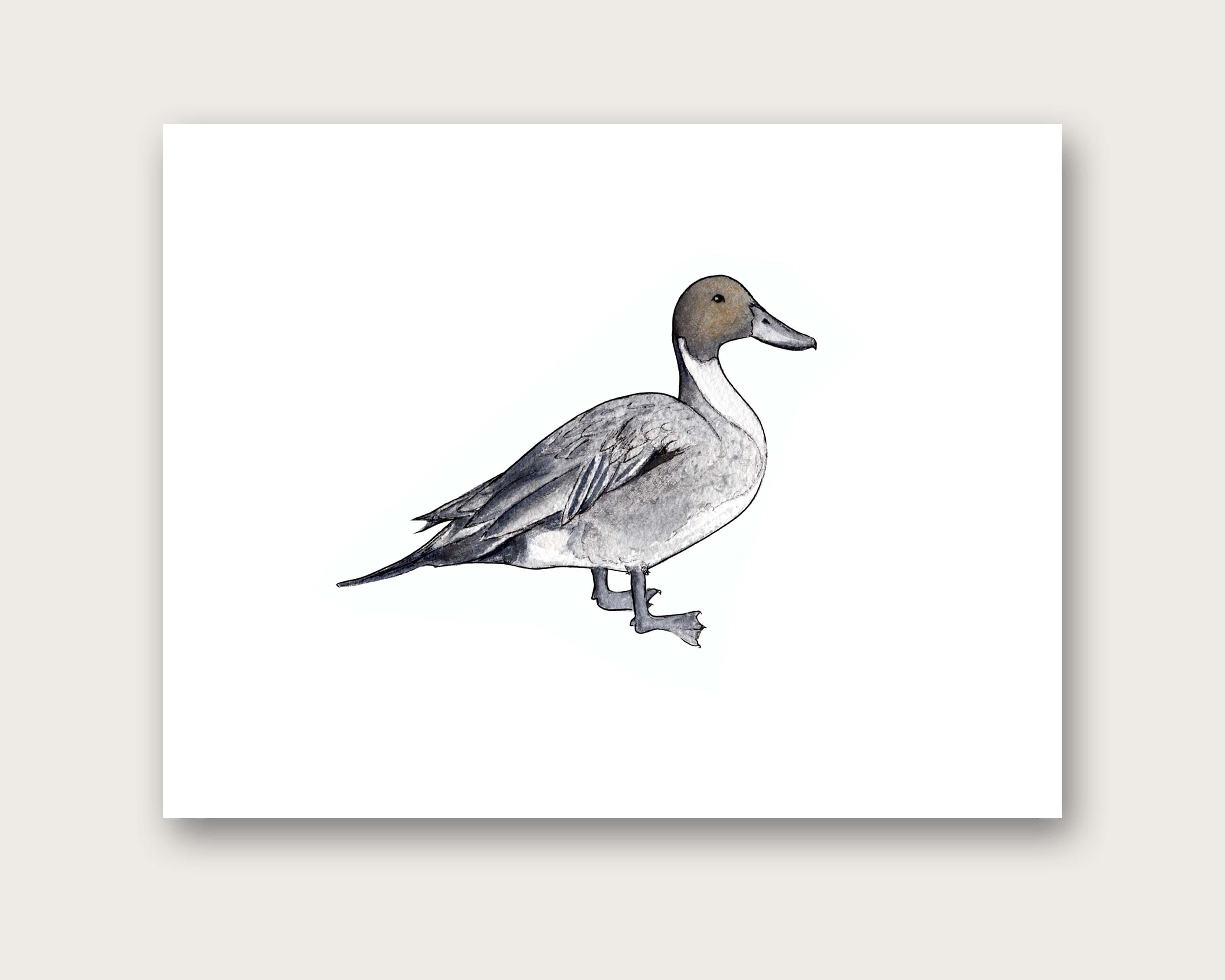 Pintail Duck Paintings
