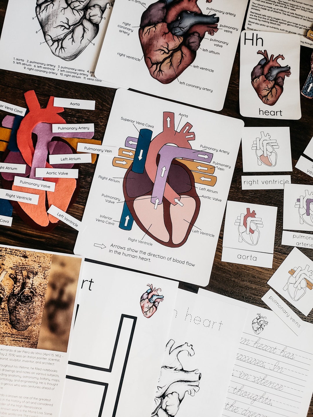 Human Heart Mini Study - Etsy