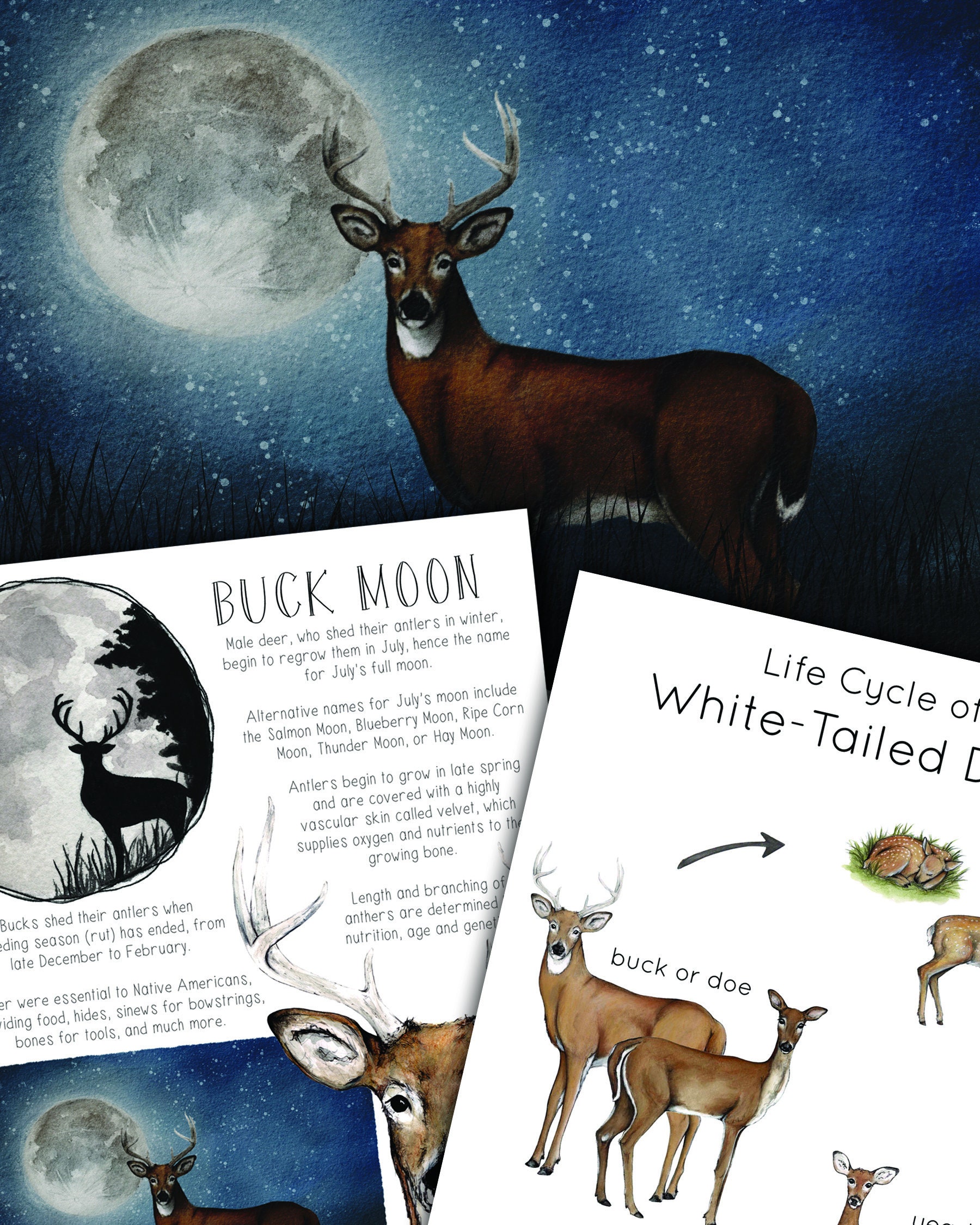 Summer Full Moon Bundle — Stephanie Hathaway Designs