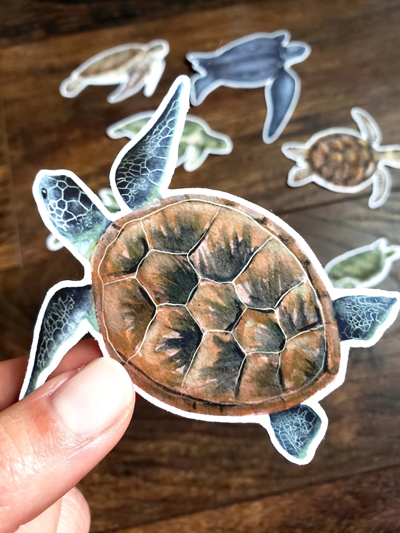 Sea Turtle Sticker Pack of 7 - Etsy