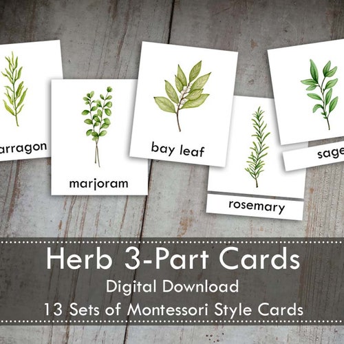 3-part Montessori Cards Anatomy Anatomy Cards for Kids - Etsy