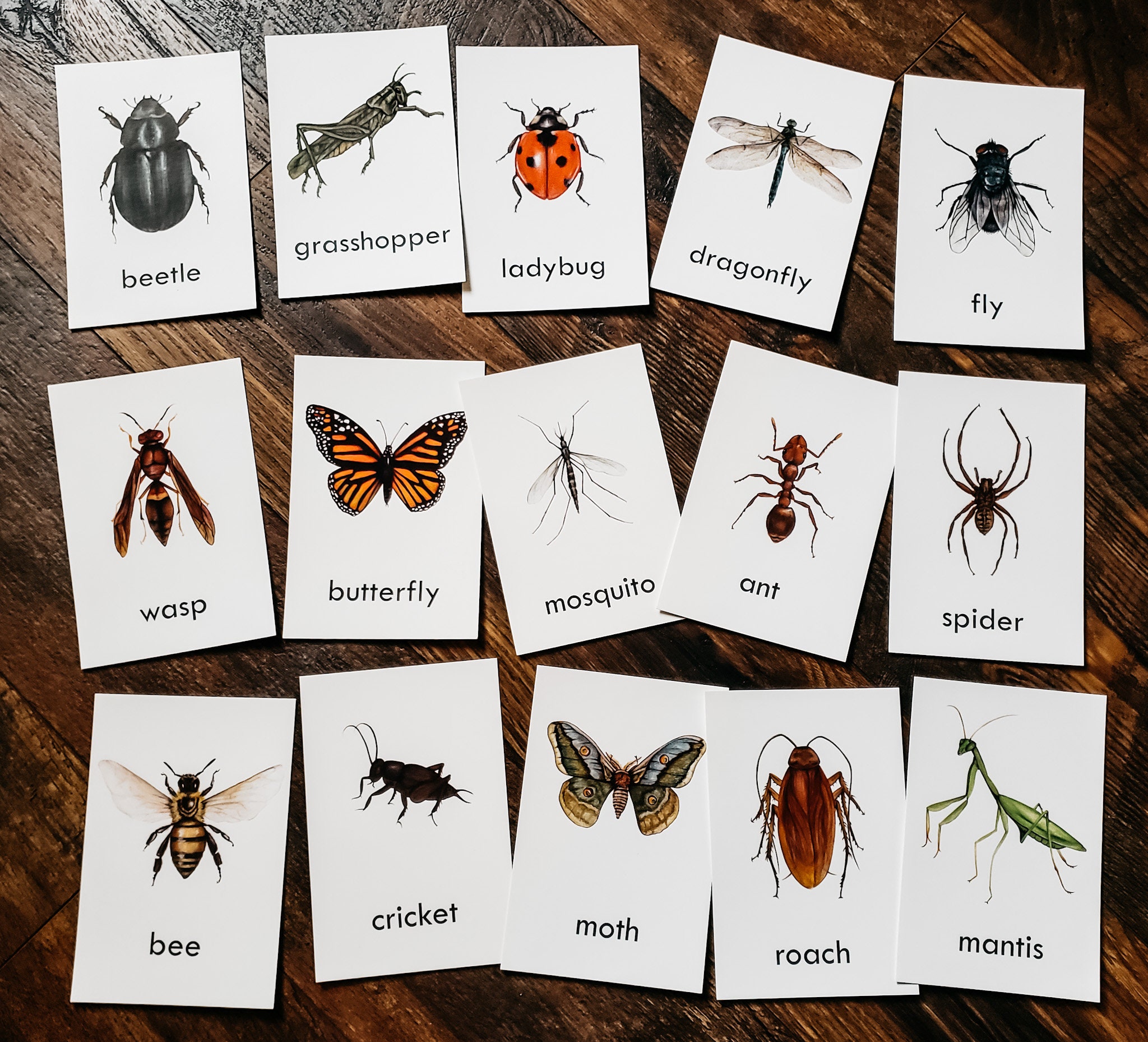 Bug Flash Cards Discontinued Item - Etsy