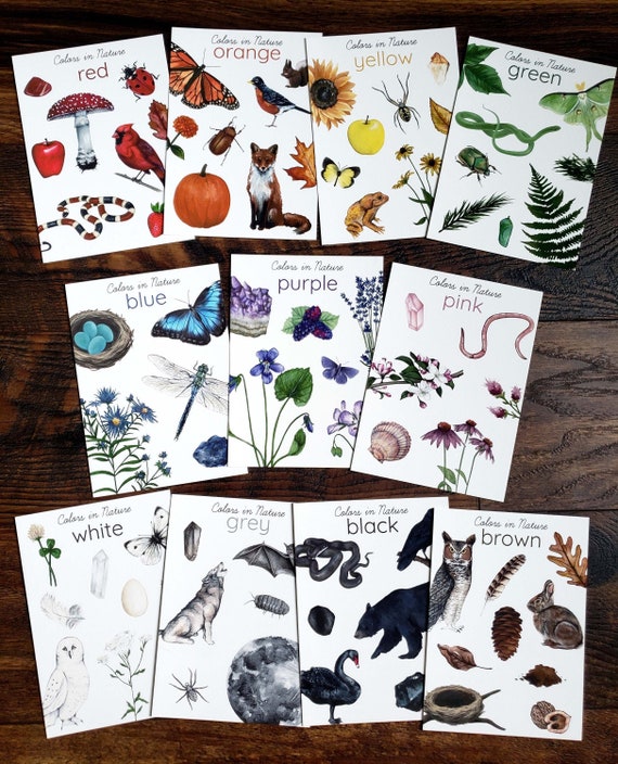 Colors in Nature Set of 11 Cards - Etsy