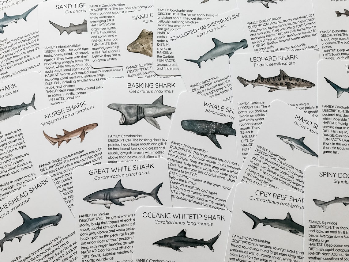 Sharks Unit Study - Etsy