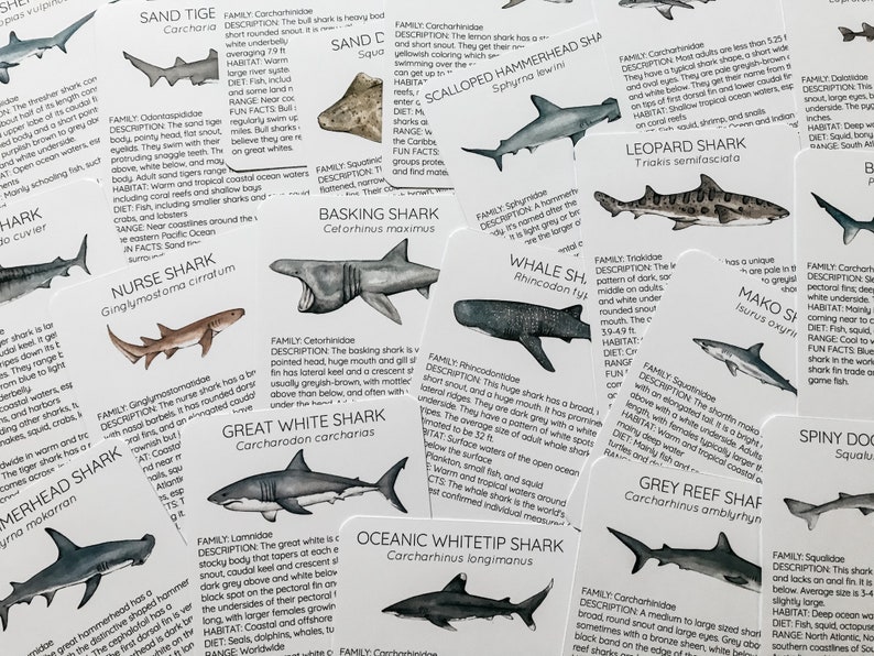 Sharks Unit Study - Etsy