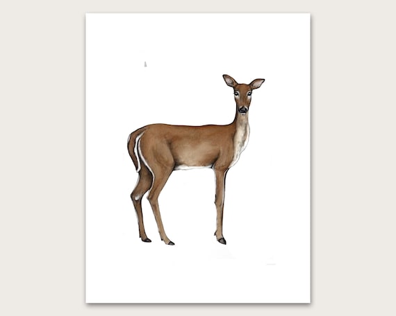 White Tailed Deer Doe Drawing