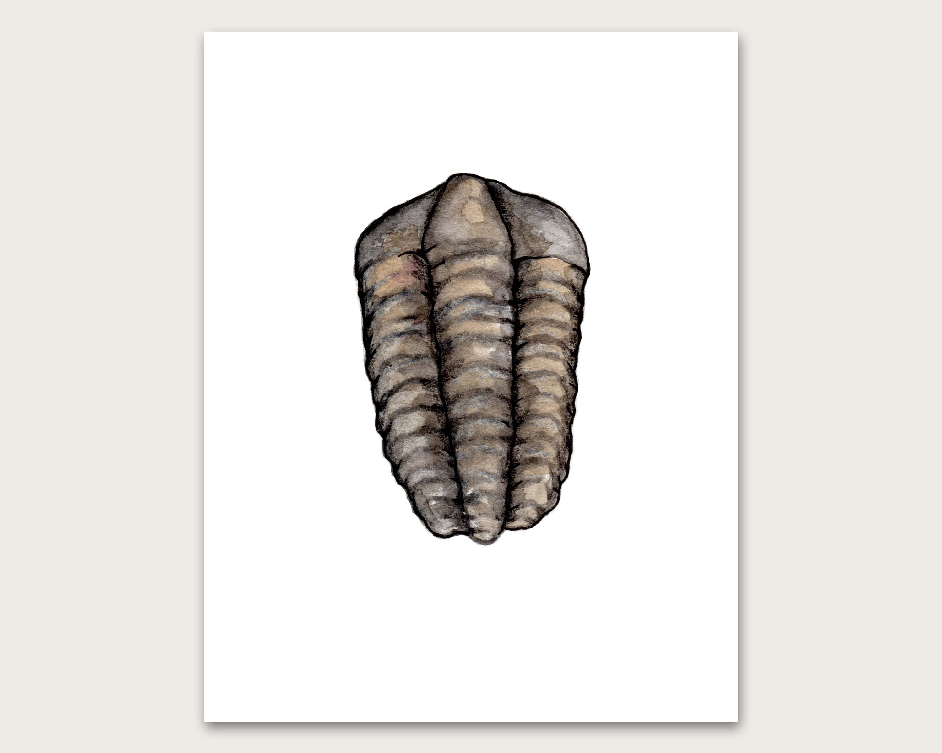Trilobite Fossil Drawing