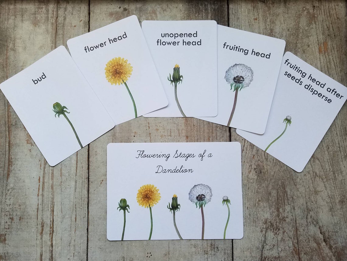 Dandelion Mini Unit Study Bundle - Etsy