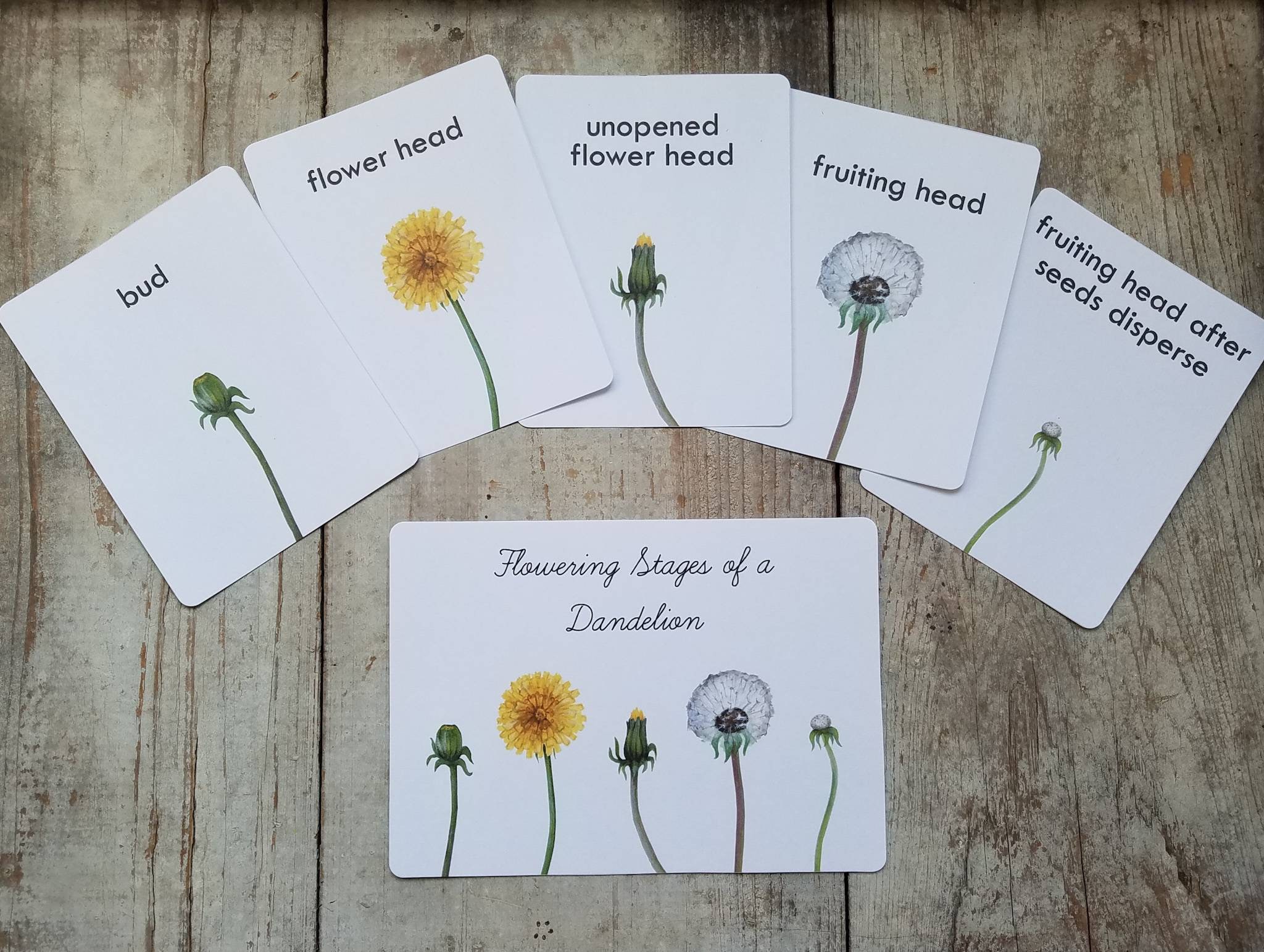 Dandelion Mini Unit Study Bundle - Etsy