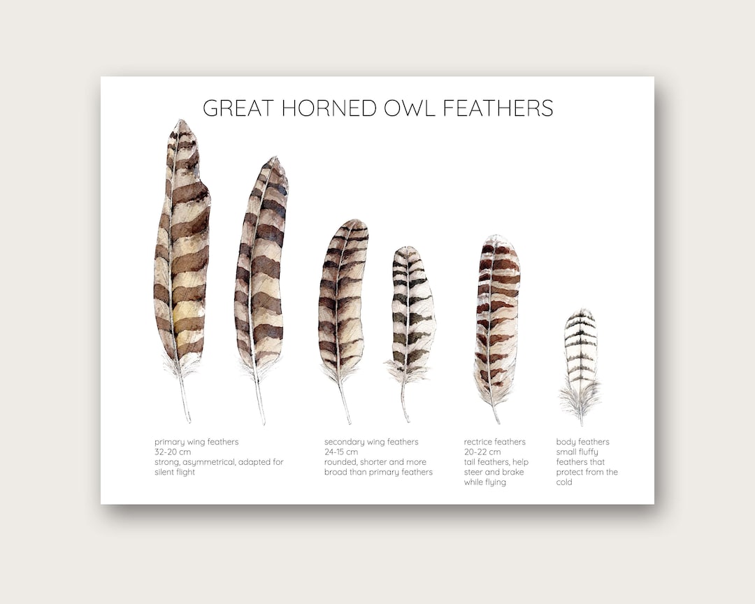 Great Horned Owl Feathers Art Print - Etsy Australia
