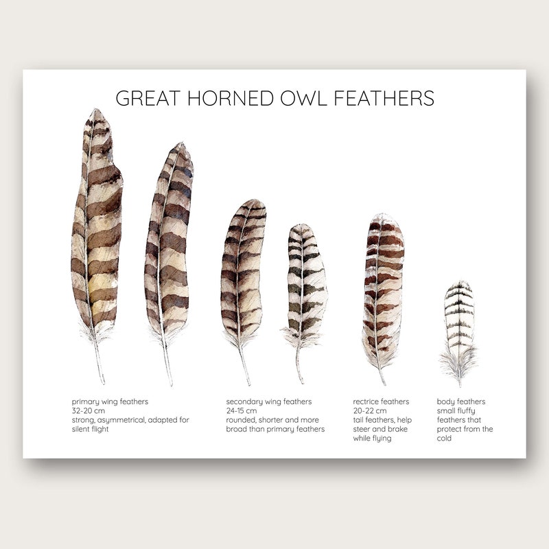 Owl Feathers - Etsy