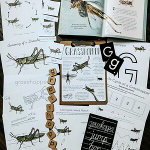 Grasshopper Mini Nature Study - Etsy