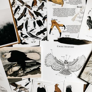 Birds of Prey Bundle - Etsy
