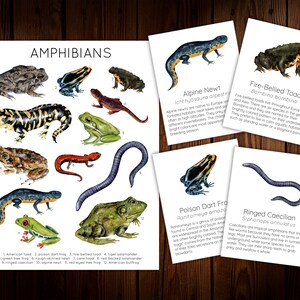 Amphibian Unit Study - Etsy