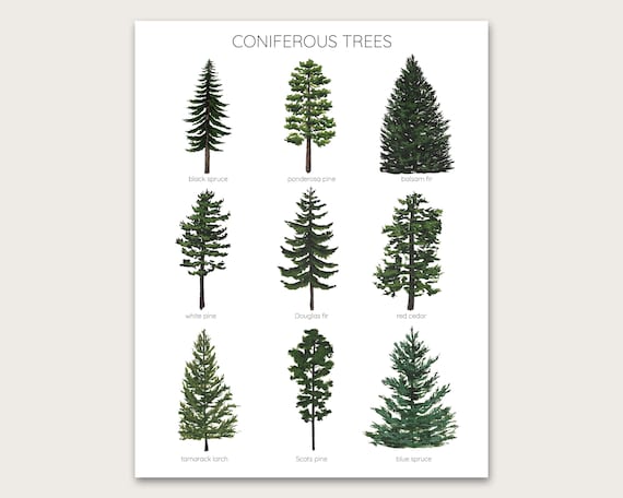 Coniferous Trees Art Print | Etsy