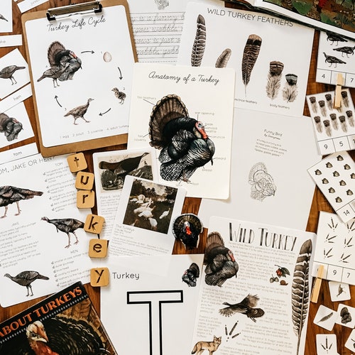 Wild Turkey Nature Study With Unit Study Guide - Etsy