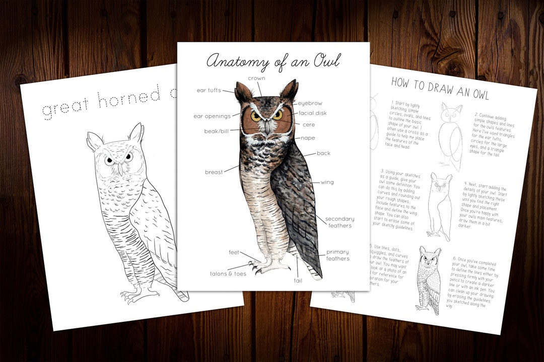 Great Horned Owl Mini Nature Study - Etsy