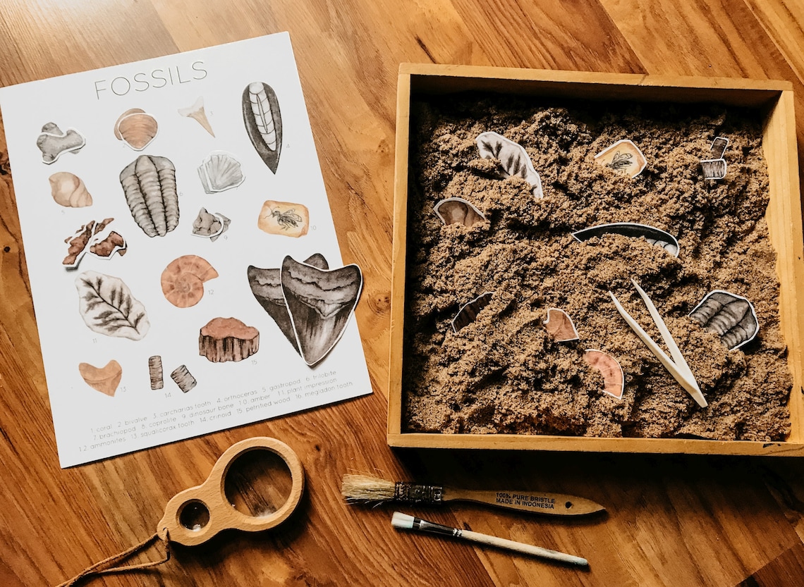 Fossils Exploration Unit Study - Etsy