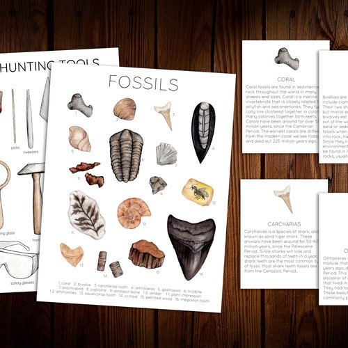 Fossil Mini Nature Study - Etsy