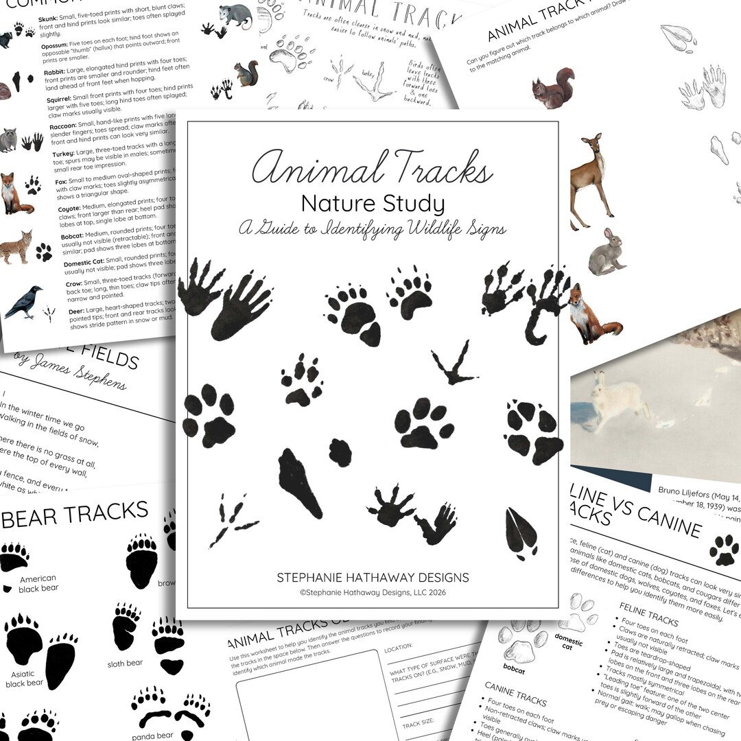 Animal Tracks Nature Study - Etsy