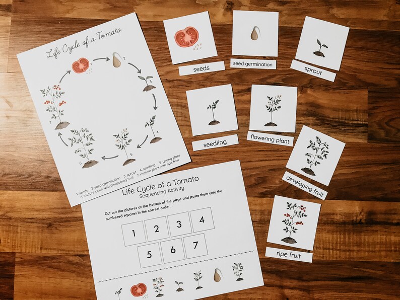 Tomato Lifecycle Poster Three Part Cards and Worksheet | Etsy