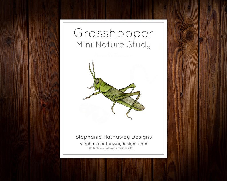 Grasshopper Mini Nature Study - Etsy