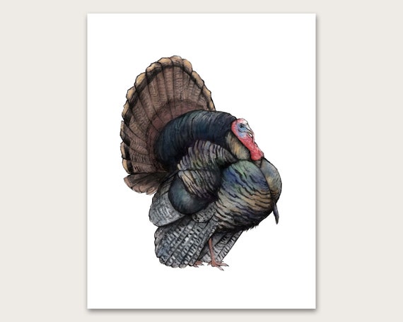 Wild Turkey Pencil Drawings