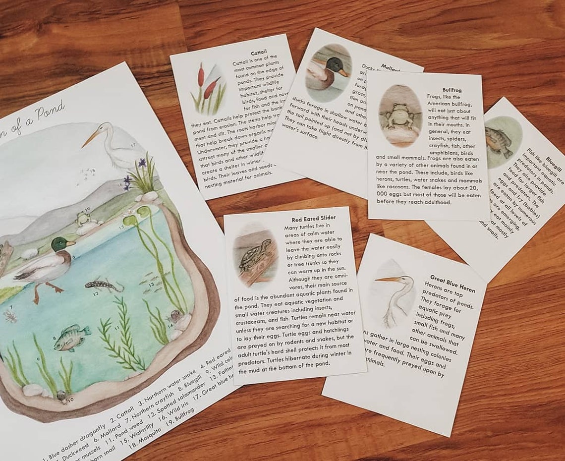 Pond Unit Study Bundle - Etsy