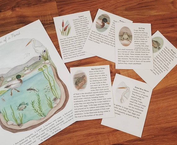 Pond Ecosystem For Kids